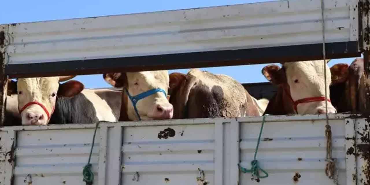 Kurbanlık hayvan nakli sıkı takibe alınıyor
